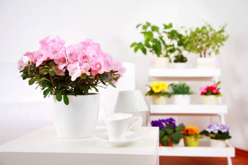 [Guía] Aprenda a decorar el hogar con flores - VisitaCasas.com
