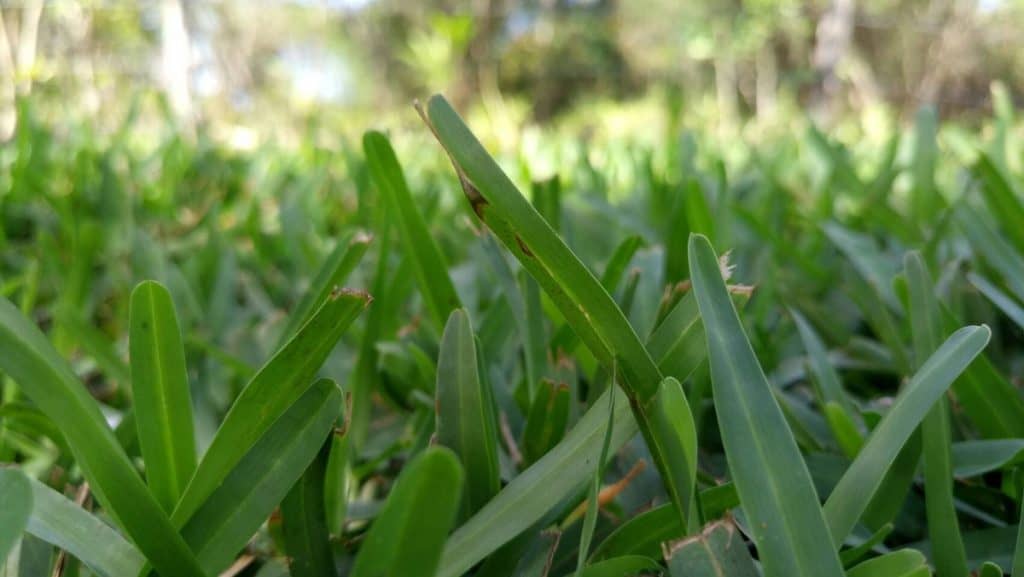 [Guía] Aprenda a decorar el hogar con flores - VisitaCasas.com