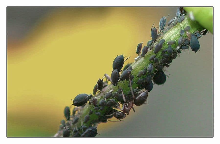 Problemas con insectos en el jardín y como solucionarlos - VisitaCasas.com