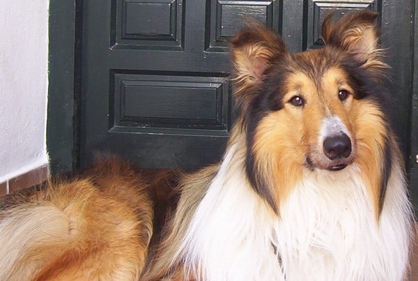 Claves para tener un perro Collie en casa - VisitaCasas.com