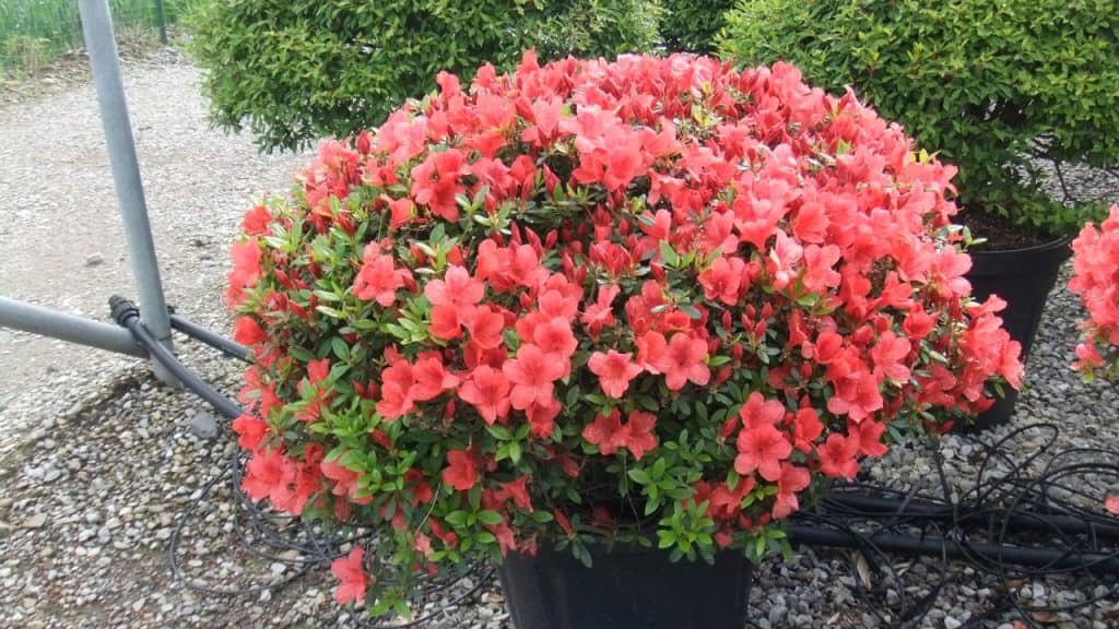 Azaleas: la clave para crear un hermoso diseño de exteriores ...
