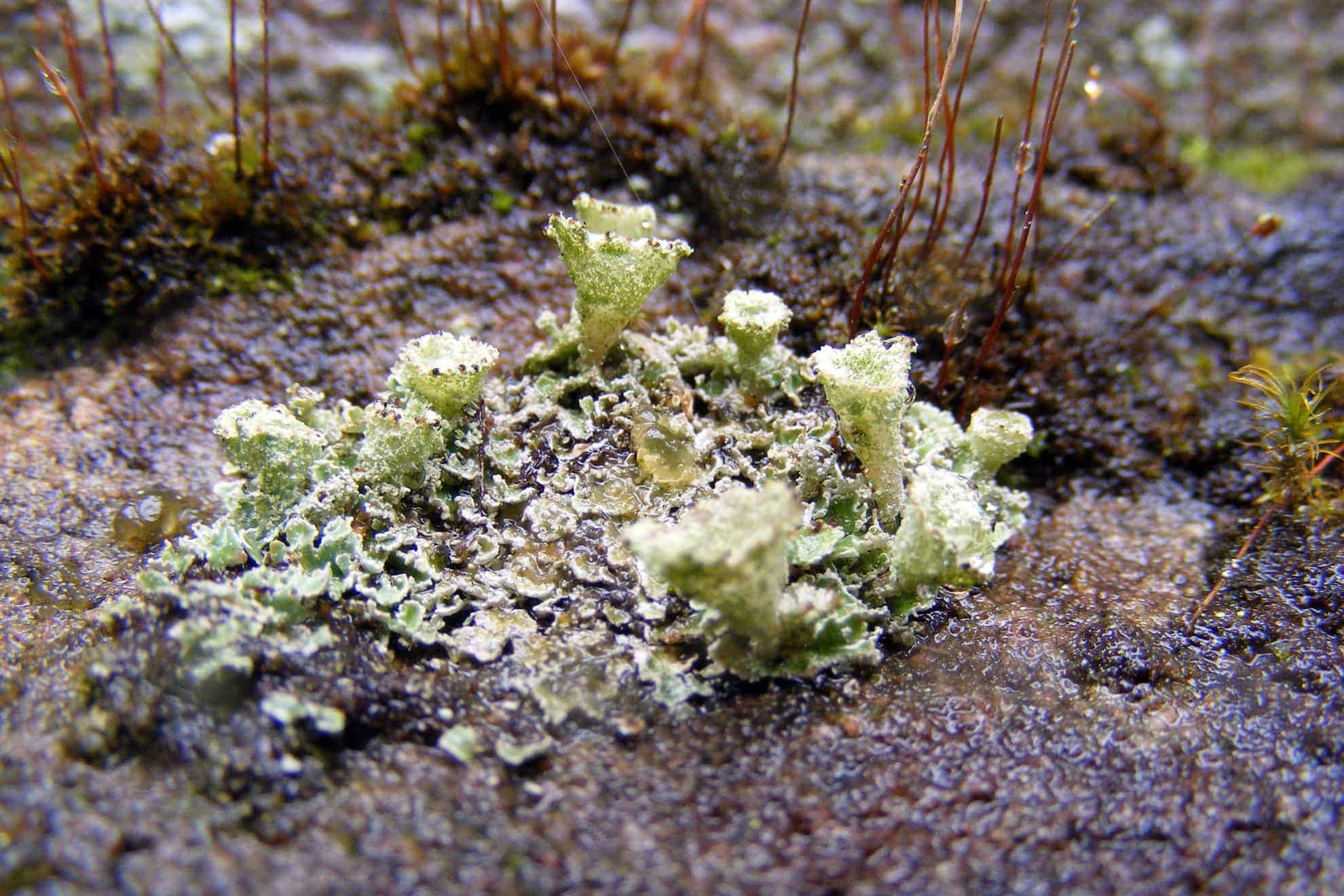 ¿Cómo favorecer el crecimiento de líquenes de jardín? - VisitaCasas.com