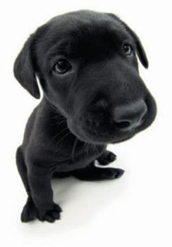 No más Negrito: ideas para ponerle nombres a perros negros ...