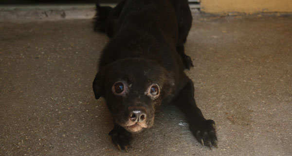 10 estrategias para combatir la timidez de un perro