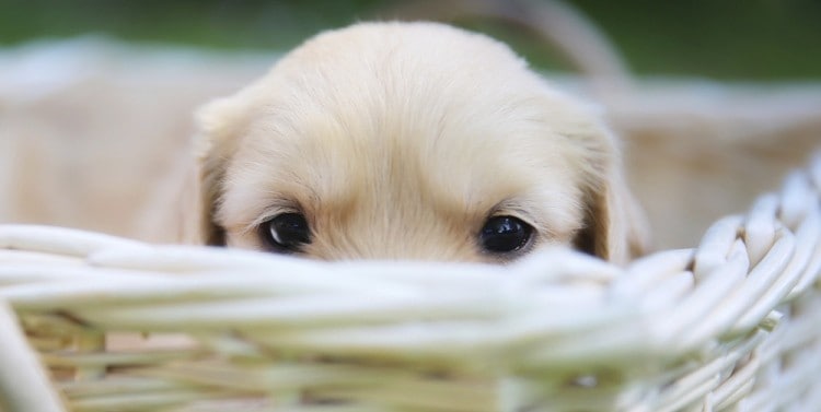 10 estrategias para combatir la timidez de un perro