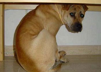 10 estrategias para combatir la timidez de un perro