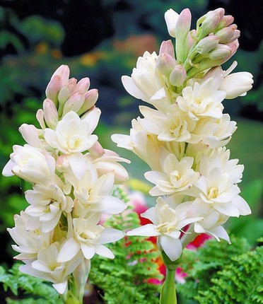 Elijiendo flores de bulbos para el jardín - VisitaCasas.com